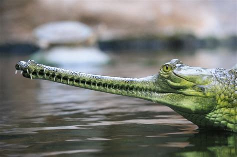 Reptile Facts The Gharial Gavialis Gangeticus Also Known As