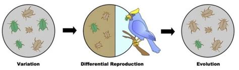 Naturalselection The A Level Biologist Your Hub