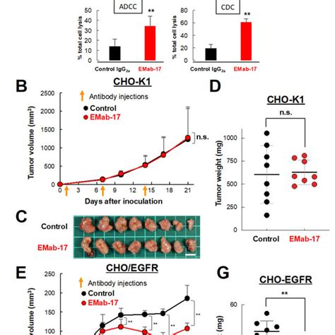 Antibody Dependent Cellular Cytotoxicity Adcc Complement Dependent