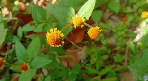 Brède Mafane Guide Complet Pour Cultiver Et Entretenir