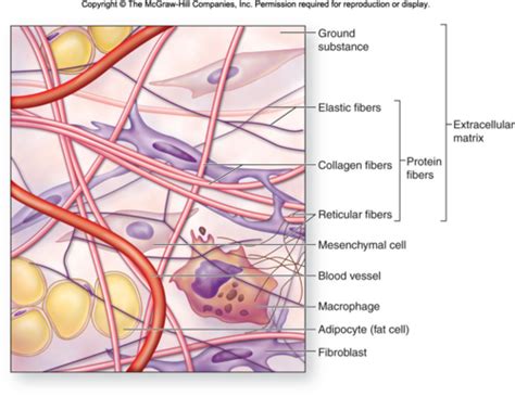 Human Connective Tissue Basics Flashcards Quizlet
