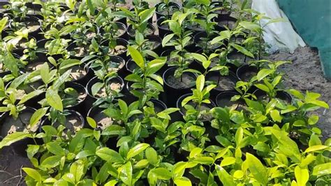 سابوتا شوكولاته وتسميدها بالاحماض الامينيه ومركب المتعادل Youtube