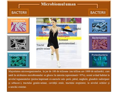 Iii81 Ce Este Microbiomul Fizichim