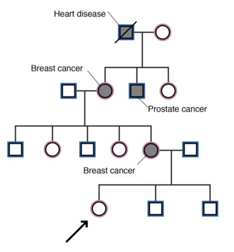 Ebp Assessment And Health History Interview Process Flashcards Quizlet