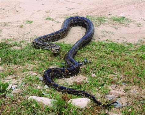 Python Bivittatus Photograph By Om P Chaudhary Ntnc Bcc Download