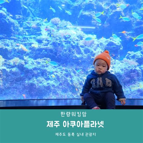 제주 한화 아쿠아플라넷 비오는날 눈오는날 아이와 함께 제주 여행 겨울 실내 여행 장소 네이버 블로그