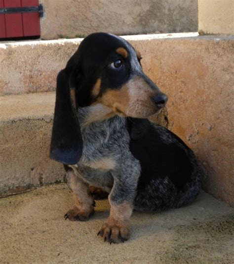 17 Best Images About Basset Hounds The Funniest Dog On Pinterest Dog