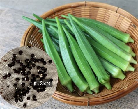 Okra Cows Horn Seeds Hạt Giống Đậu Bắp 200 Pcs Etsy
