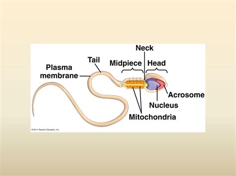 Ch 46 Warm Up What Is The Advantage Of Sex Vs Asexual Reproduction