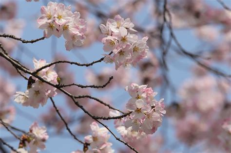 Flores De Cerezo Foto Gratis En Pixabay Pixabay