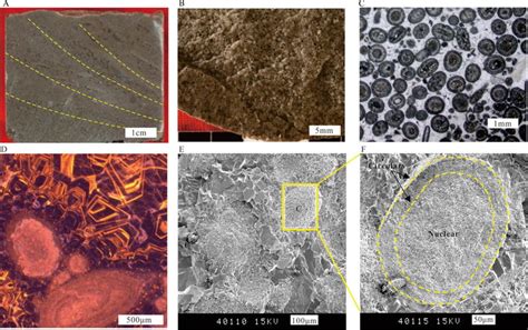 Photographs Of Oolitic Grainstones A Cross Bedding Of Oolitic