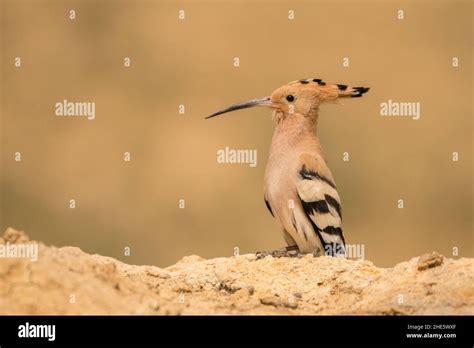 Eurasian Hoopoe Upupa Epops Stock Photo Alamy