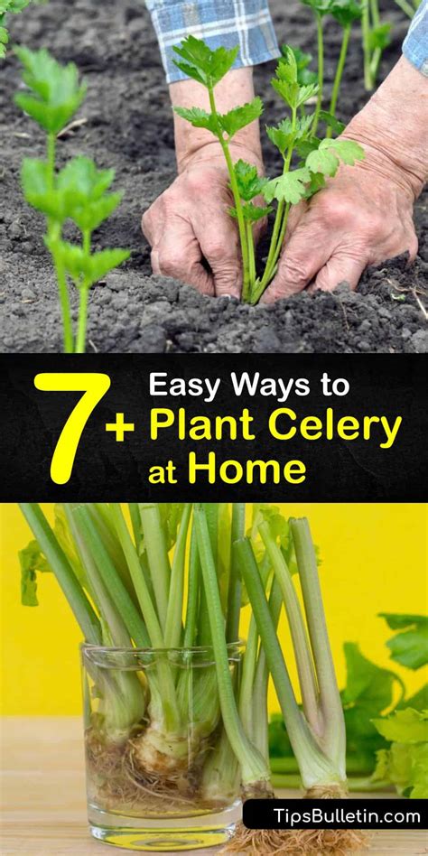 7 Easy Ways To Plant Celery At Home