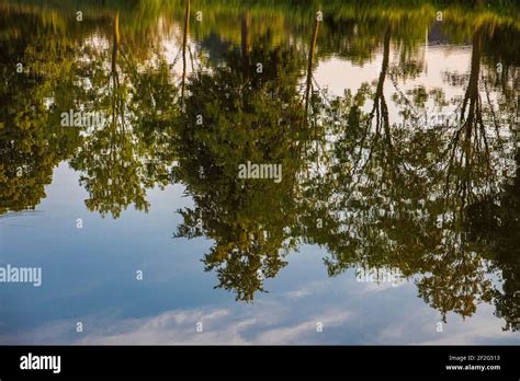 Tree Reflections On The Water Surface Stock Photo Alamy