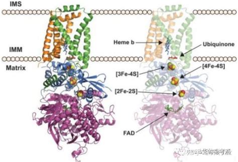 生物化学高频考点（三十五）之电子传递和氧化呼吸链内容及思维导图 知乎
