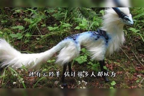 地球上最濒危灭绝的生物，有的或许我们都没听过，就根本看不到了濒危生物