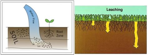 Leaching The A Level Biologist Your Hub