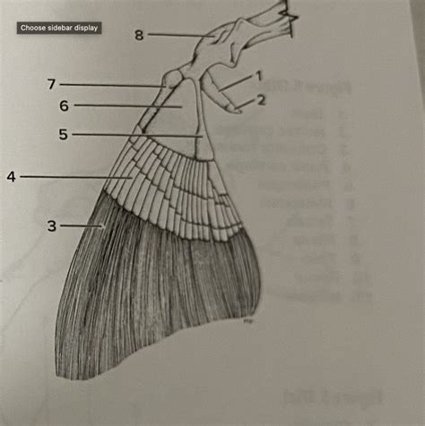 Shark Pectoral Girdle Diagram Quizlet