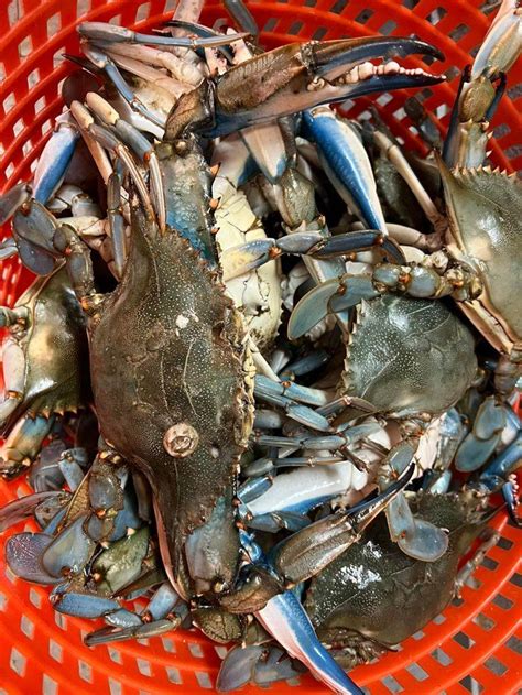 Feast At These 13 All You Can Eat Crabs Restaurants In Maryland