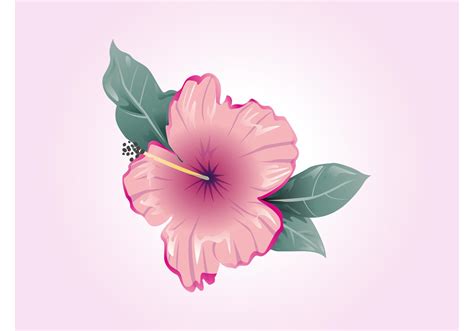 Hibiscus Vector Download Free Vector Art Stock Graphics And Images