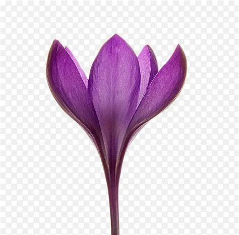 植物PNG图片素材下载 图片编号10737326 PNG素材网
