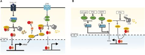 Frontiers Signaling Crosstalk Mechanisms That May Fine Tune Pathogen