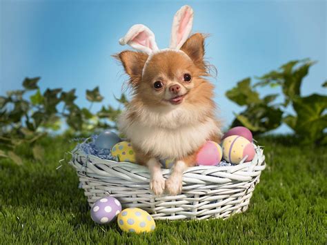 Cute Easter Wallpapers Wallpaper Cave