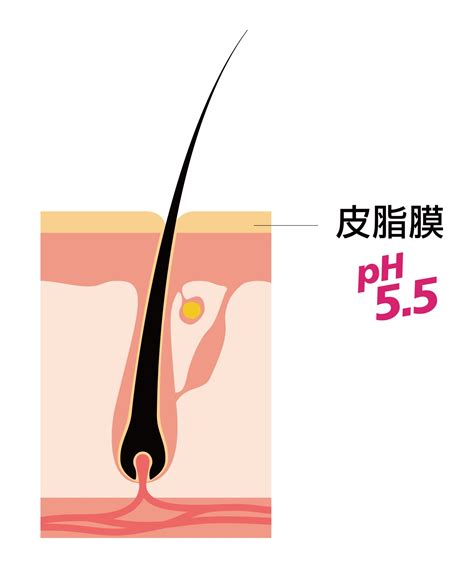 天氣熱、頭皮總是好油 代表洗頭方式「錯了」關鍵步驟缺一不可 17news民生好報