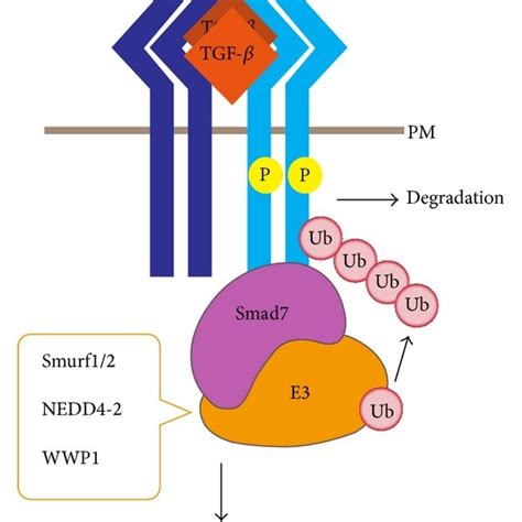 Regulation of TGF β receptor degradation and expression a TGF β Download Scientific Diagram