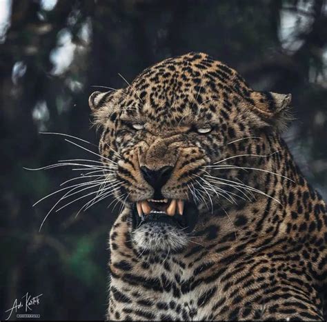 🔥 A Jaguar With Odd Expression Rnatureisfuckinglit