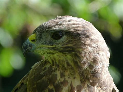 Common Buzzard Bird Raptor Free Photo On Pixabay