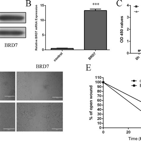 Overexpression Of Brd7 Inhibited Lung Adenocarcinoma Cell Proliferation
