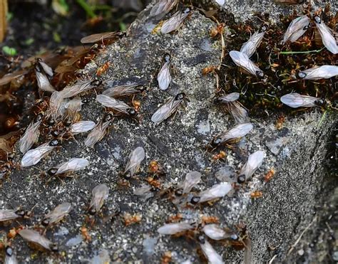 Giant Swarms Of Flying Ants Captured Attacking Liverpool Liverpool Echo