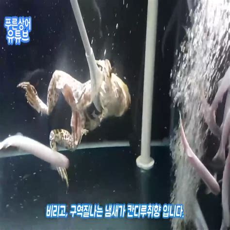 칸디루에게 황소개구리를 먹이로 주면 피라냐 보다 더 빨리 먹는 칸디루 혐주의 칸디루에게 황소개구리를 먹이로 주면 피라냐