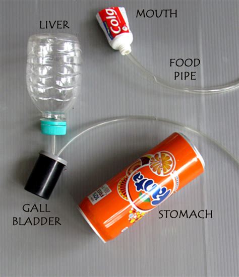 How To Make A Digestive System Model Using Recycled Materials