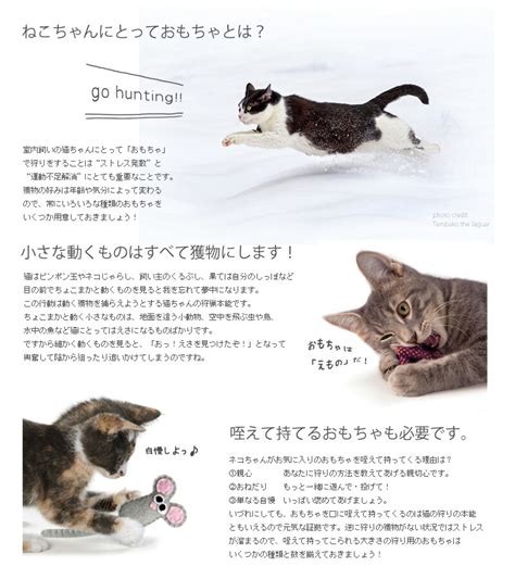 【楽天市場】necono 猫 おもちゃ キャットニップ付 『フェルトボール コロコロボール 8個入り』 ウール100％ ボール 緑 茶 紫 黄