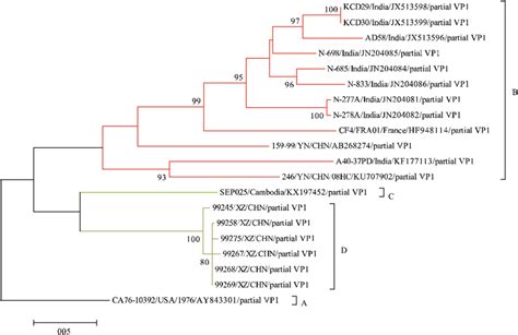 maximum likelihood phylogenetic tree based on a partial vp1 comprising