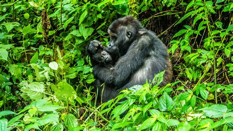 Eastern Gorilla Species Habitat And Conservation