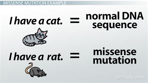 Missense Mutation Definition Variant And Examples Video And Lesson