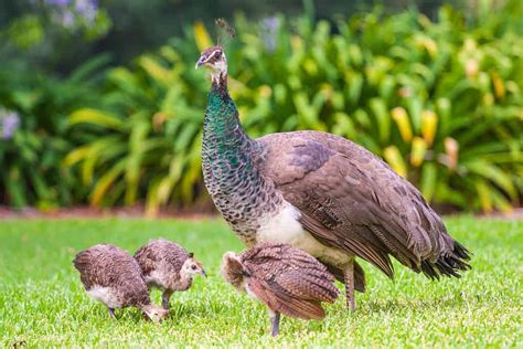Female Peacock Open Feathers