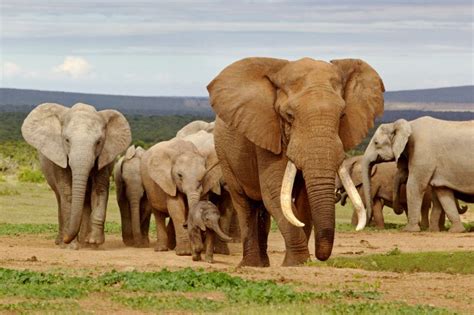 mastering postgresql wait events troubleshooting techniques minervadb