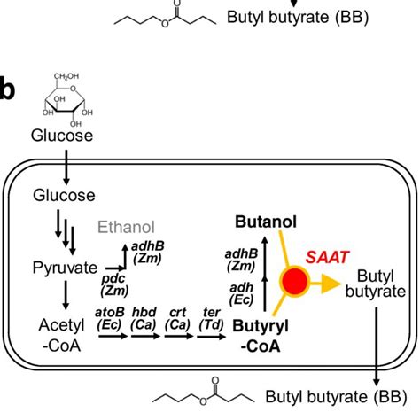 Microbial Production Of Butyl Butyrate A Flavor And Fragrance Compound
