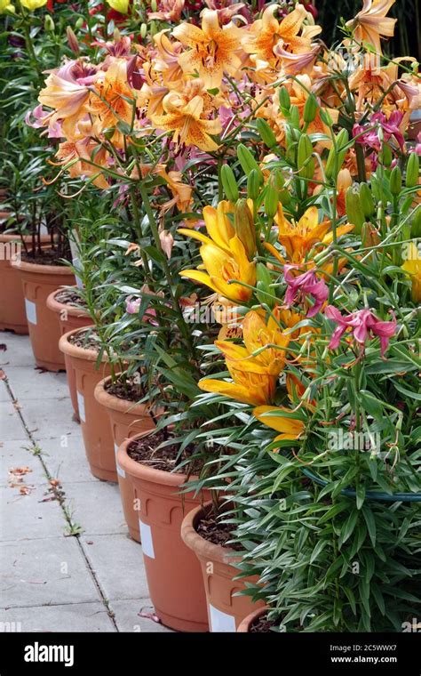 Asiatic Lilies Garden High Resolution Stock Photography And Images Alamy