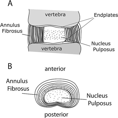 11 A Case For Freedom Of Spinal Flexion