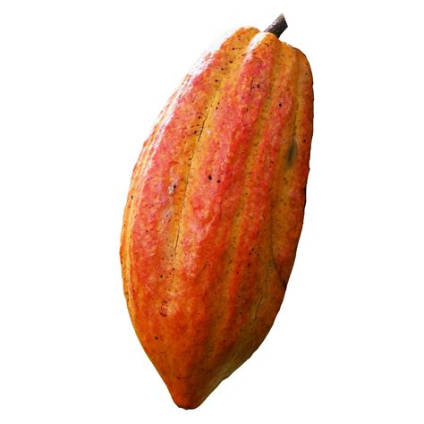 Cacao Png Para Descargar Gratis