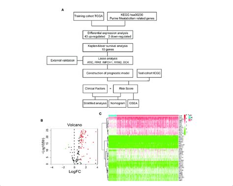 Differential Gene Expression Analysis In Tcga Database A Flow Download Scientific Diagram