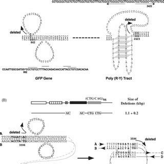 Selected Genetic Alterations Diseases And DNA Repeat Motifs Download Table