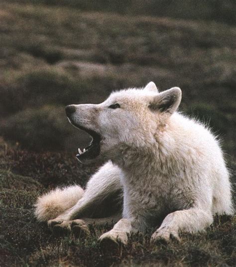 Arctic Wolf Canis Lupus Arctos 북극이리 북극늑대 Image Only