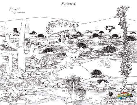 Pinto Dibujos Ecosistemas Para Colorear