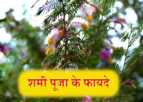 दशहरा पर शमी के पेड़ की पूजा कैसे करे मिलेगी सुख समृद्धि